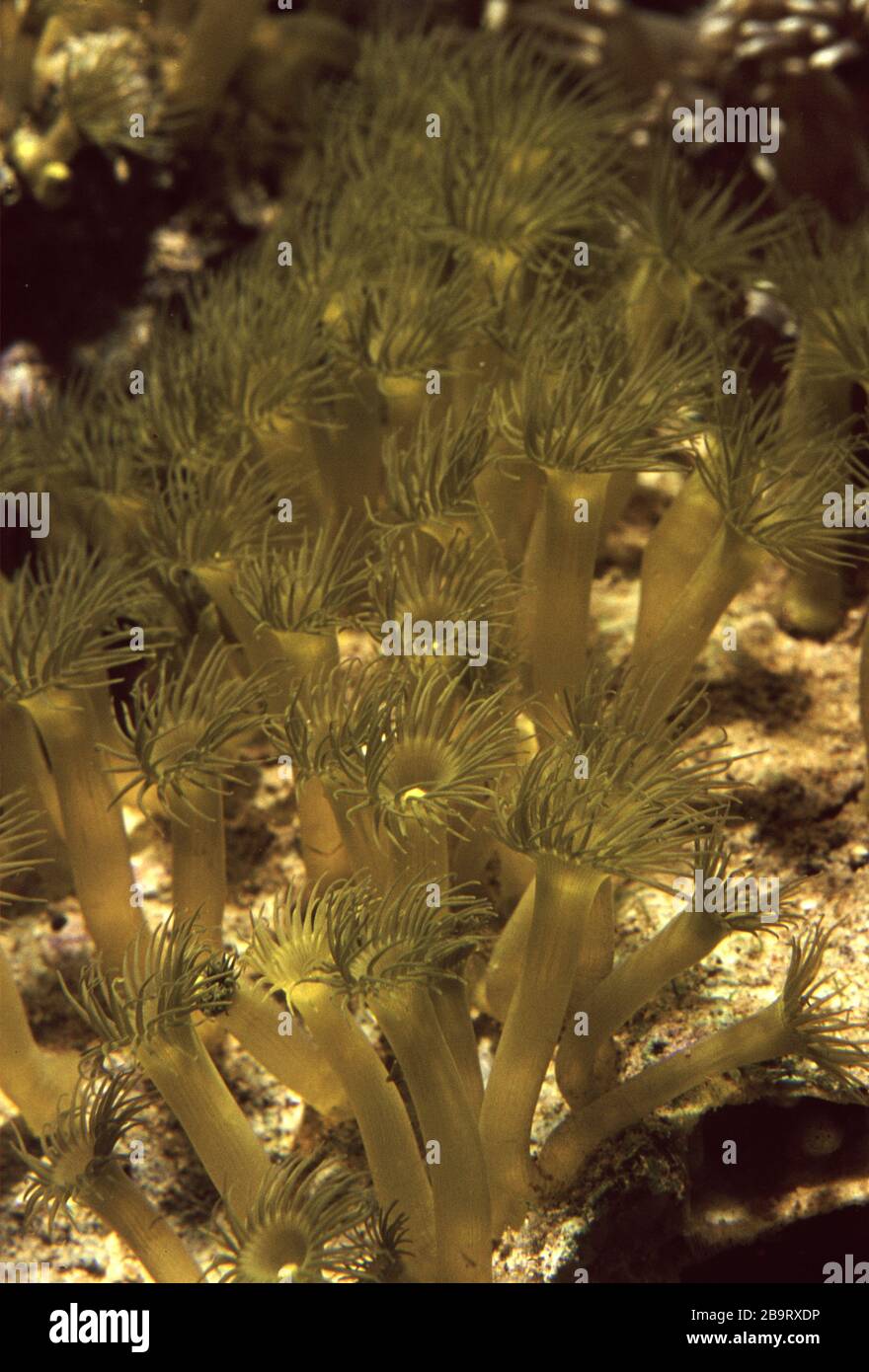 Colonial Yellow Polyps, Parazoanthus gracilis Stock Photo - Alamy