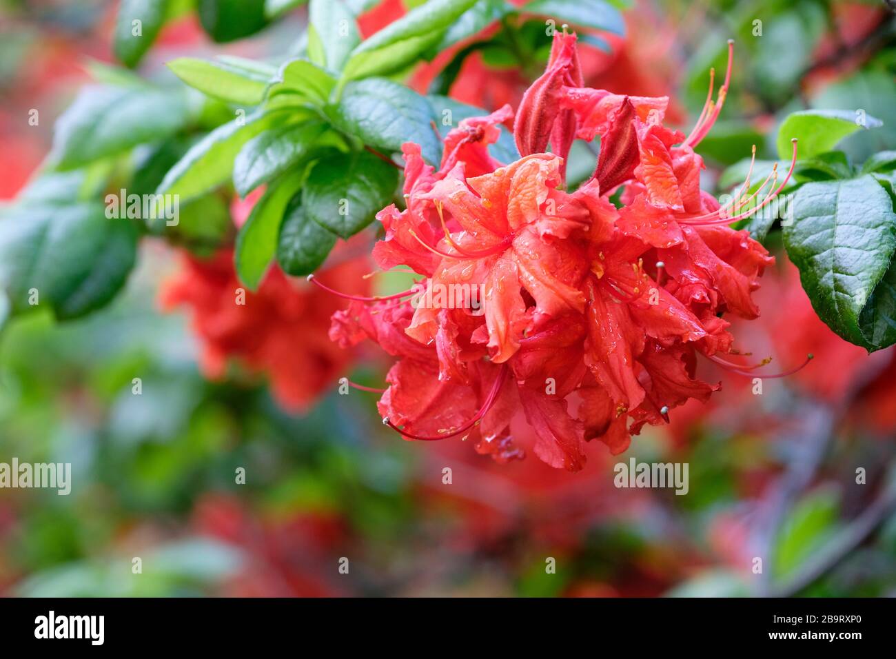 Rhododendron 'Knap Hill' red. Deciduous Azalea Knaphill Red or ...
