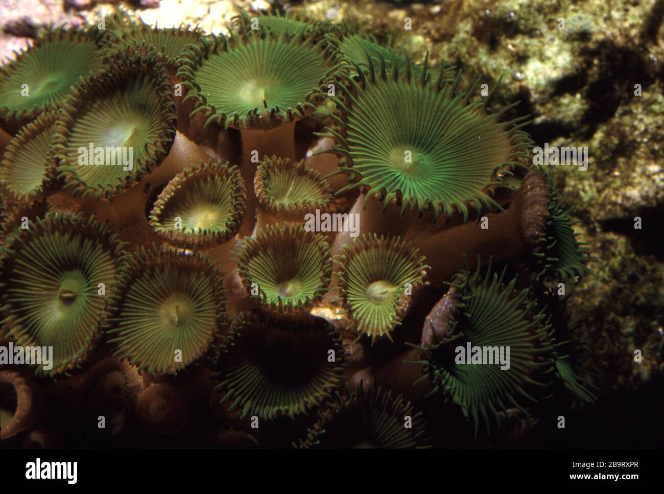 Button Polyps High Resolution Stock Photography and Images - Alamy