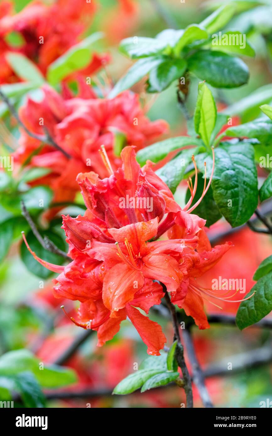 Deciduous azalea hi-res stock photography and images - Alamy