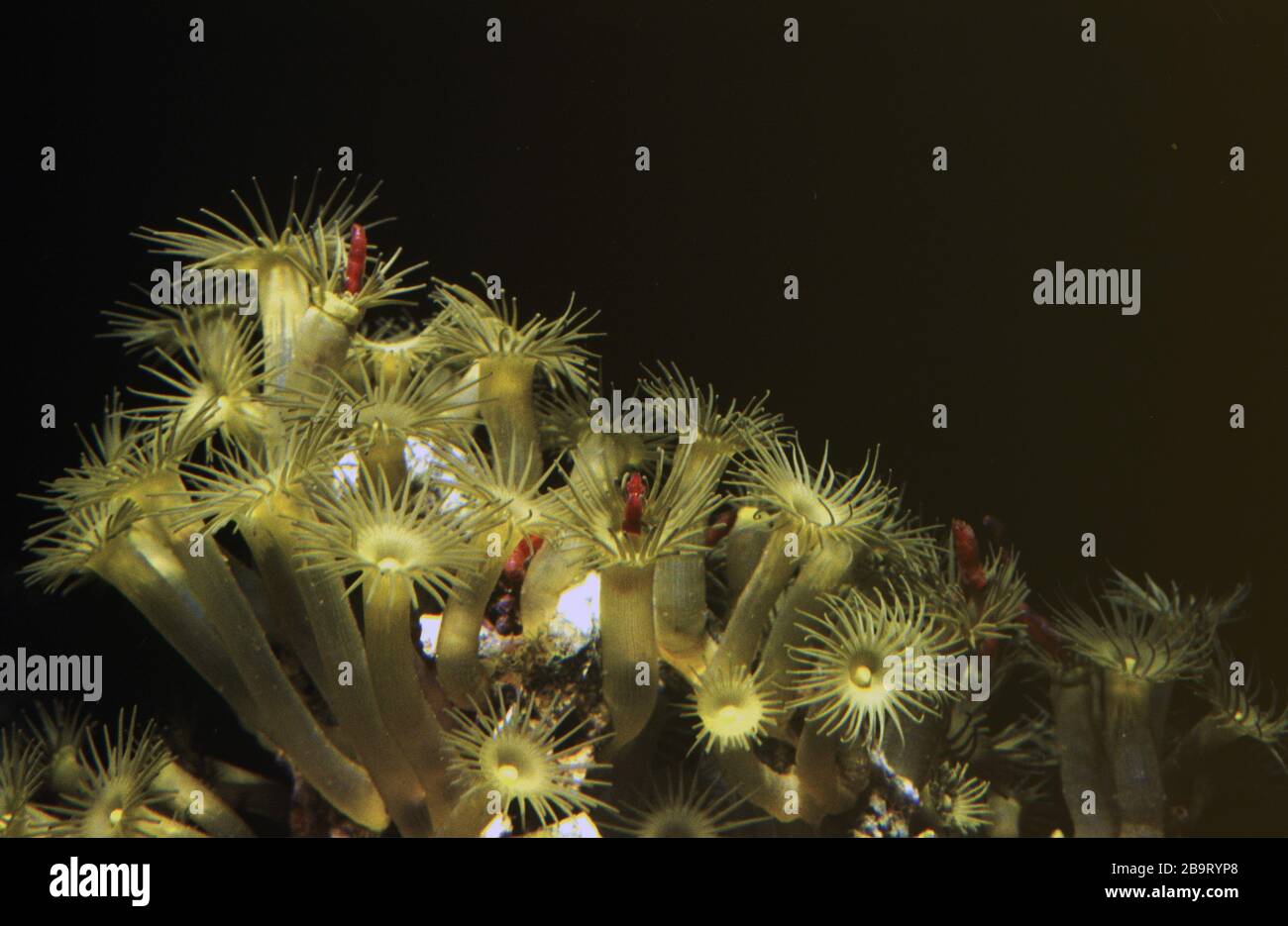 Colonial Yellow Polyps (Parazoanthus gracilis) feeding blood worms ...