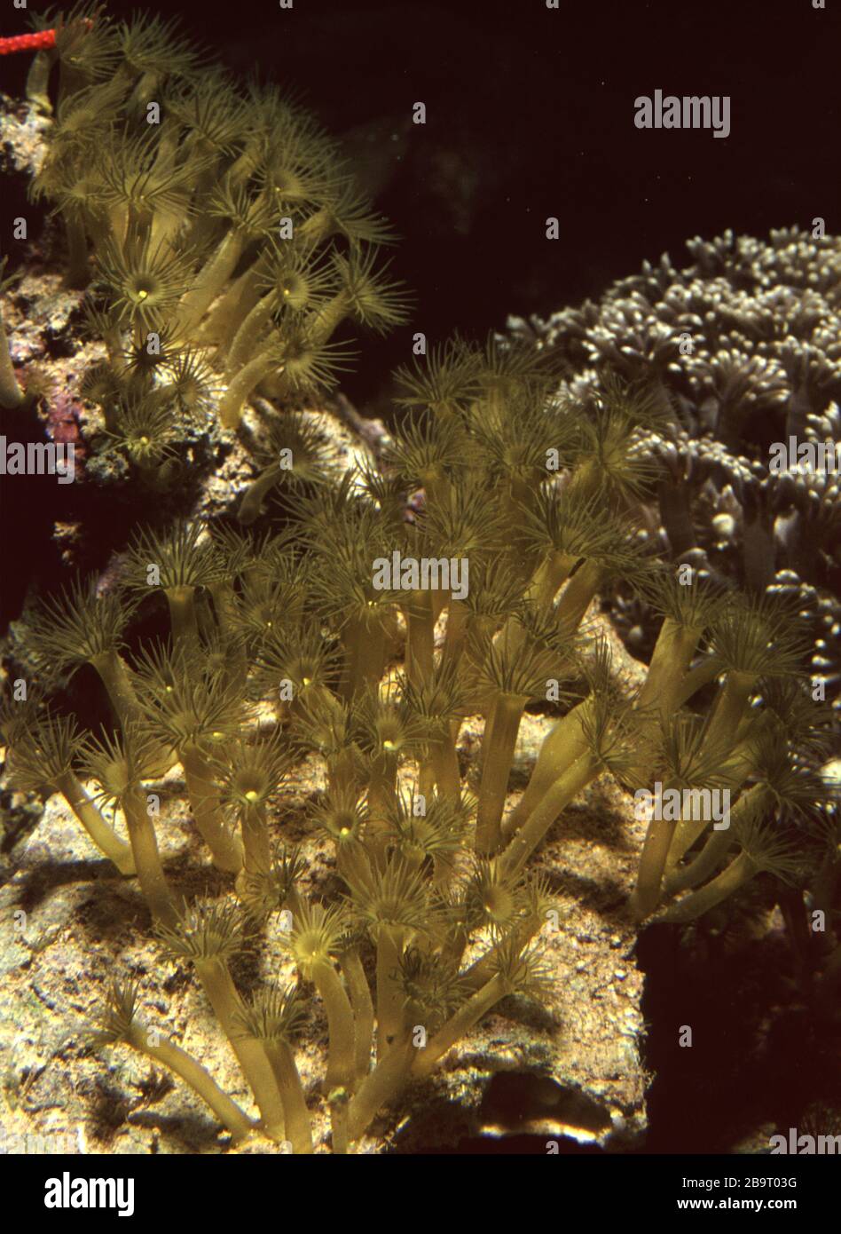 Colonial Yellow Polyps, Parazoanthus gracilis Stock Photo - Alamy