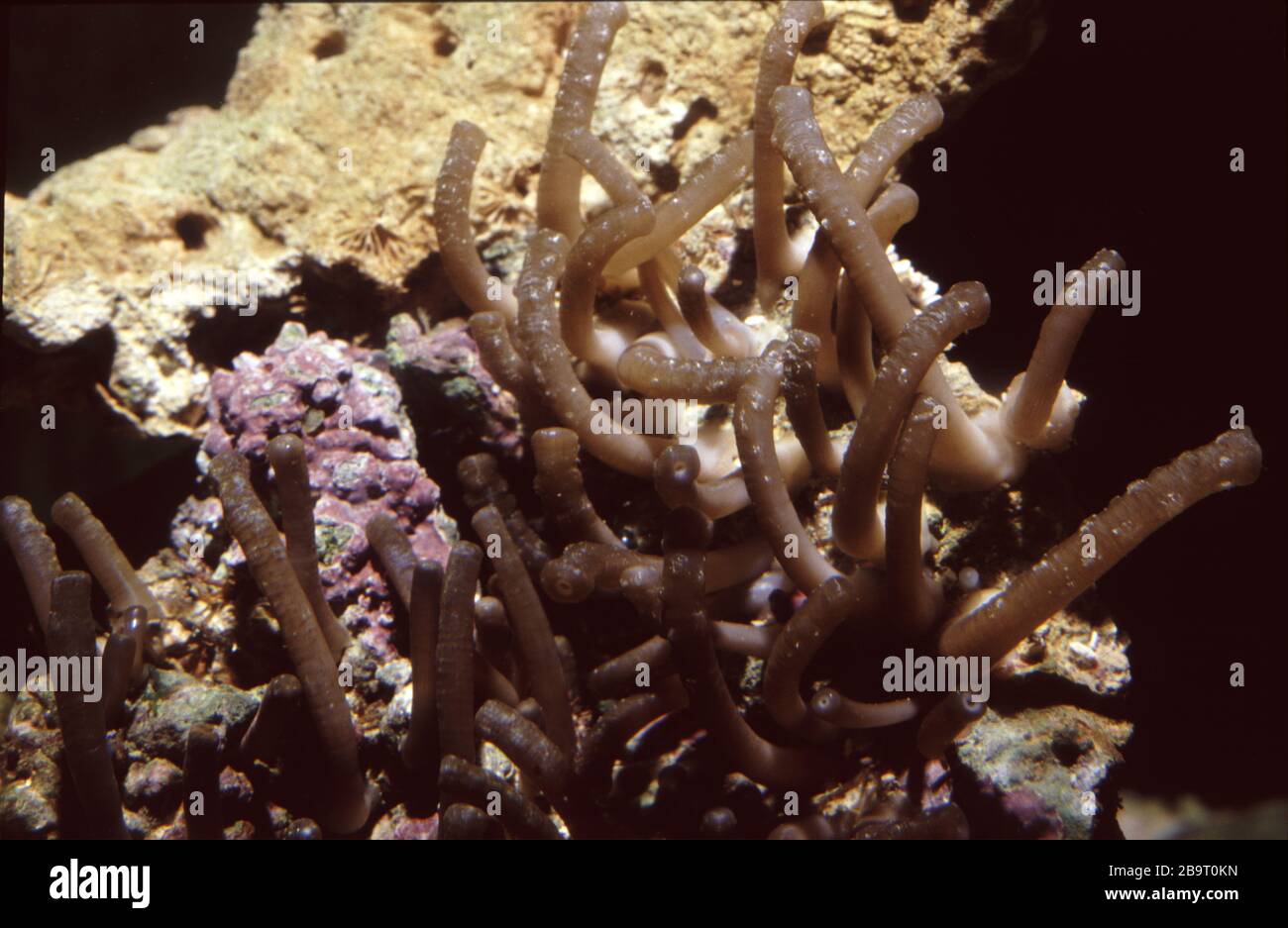 Isaurus hi-res stock photography and images - Alamy