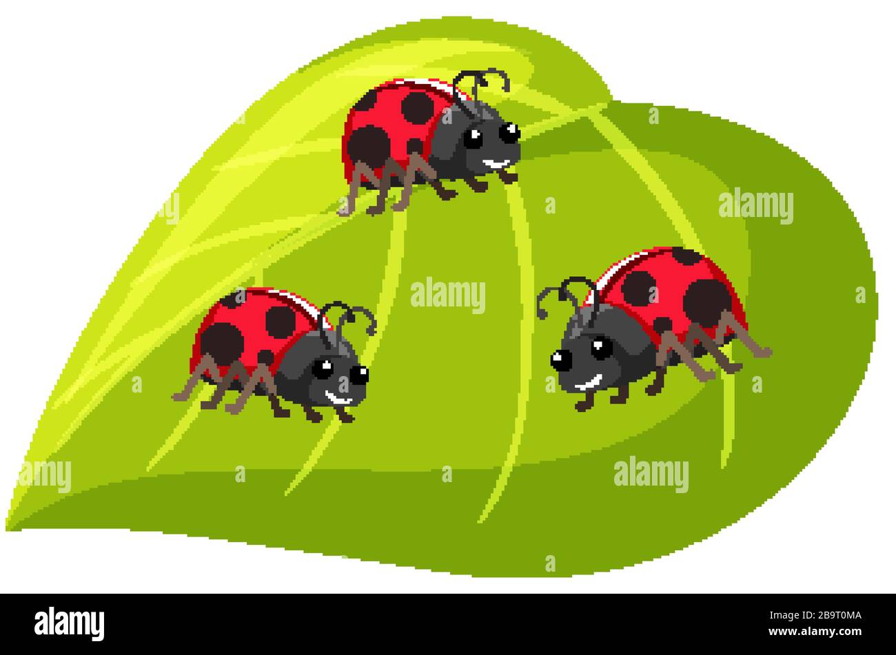 Three ladybugs on green leaf on white background illustration Stock ...