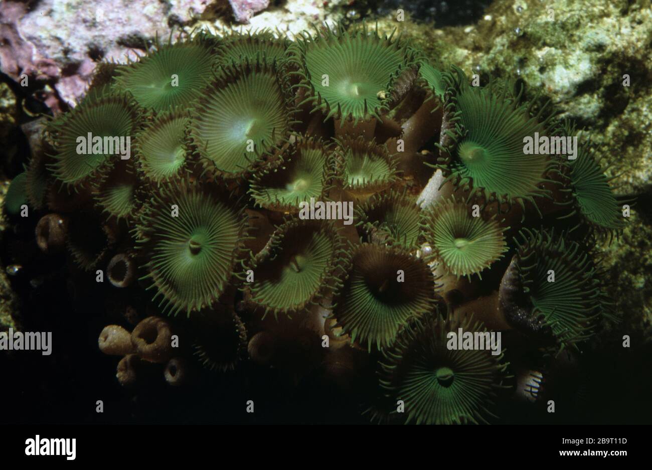 Green button polyps, Protopalythoa sp Stock Photo - Alamy