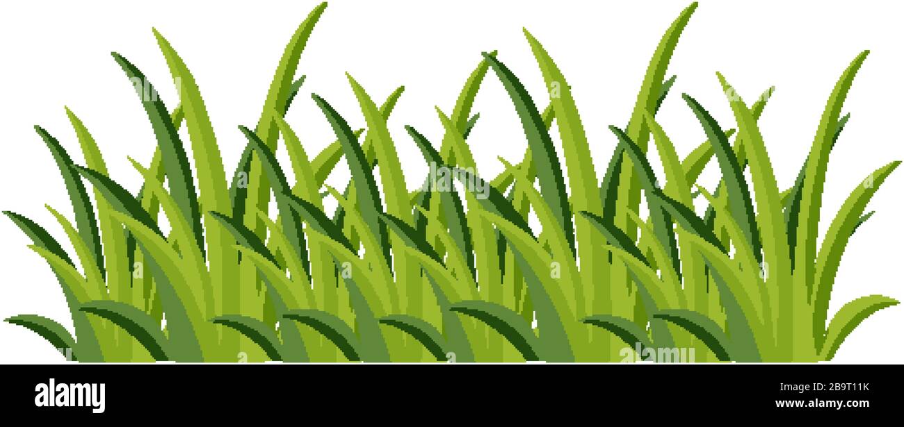 Green grass on white background illustration Stock Vector Image & Art ...