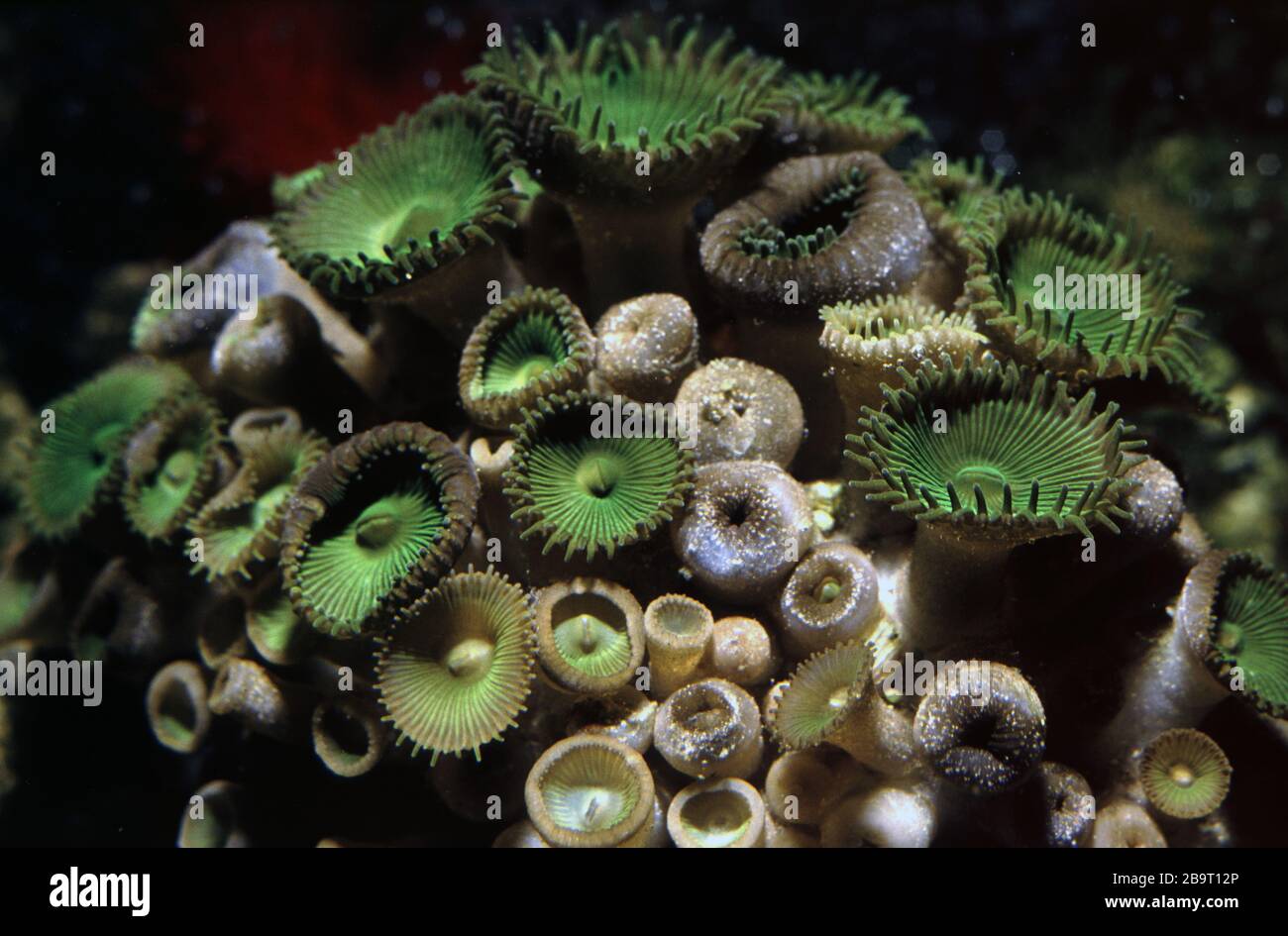 Green button polyps, Protopalythoa sp Stock Photo - Alamy