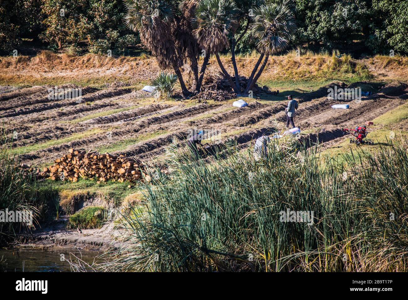 Landscape along the Nile river in Egypt. agriculture at the banks of ...