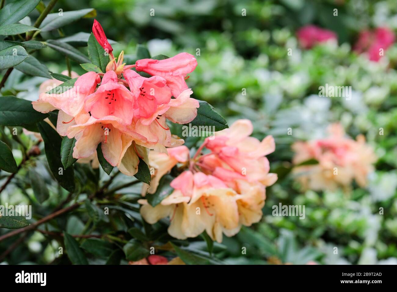 Rhododendron Percy Wiseman an Evergreen yakushimanum rhododendron Stock ...