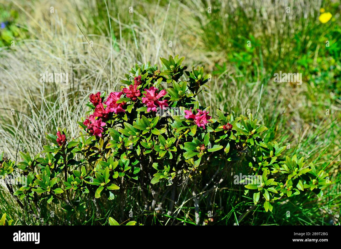 Austria, alpine rose flower Stock Photo - Alamy
