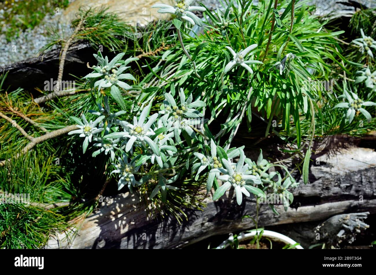 Austria, alpine plant Edelweiss Stock Photo - Alamy