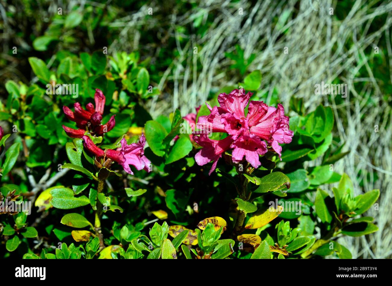 Alpine rose hi-res stock photography and images - Alamy