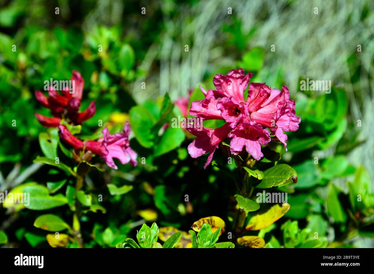 Austria, alpine rose flower Stock Photo - Alamy