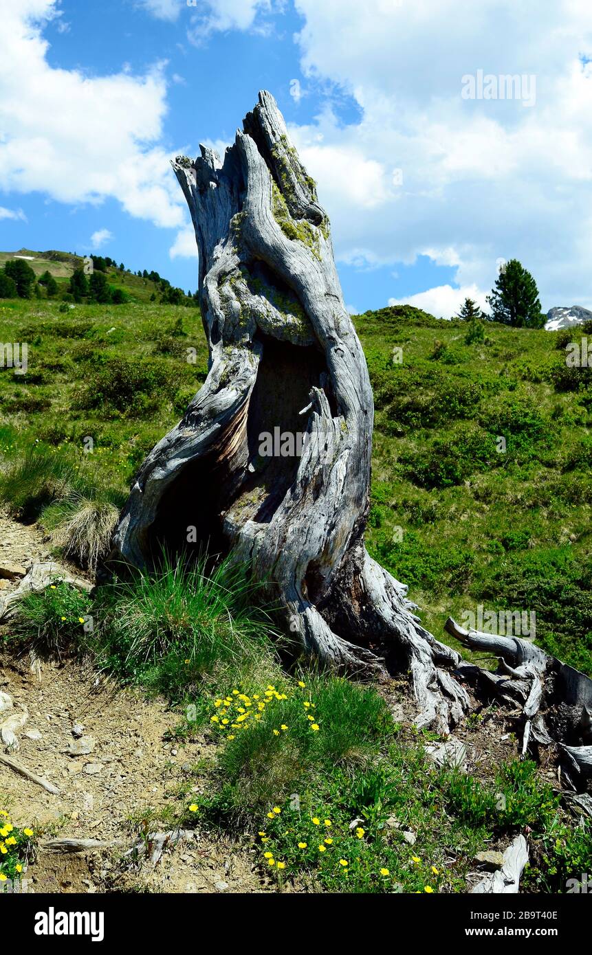 Austria, Tirol, tree stump on mountain pasture Stock Photo - Alamy