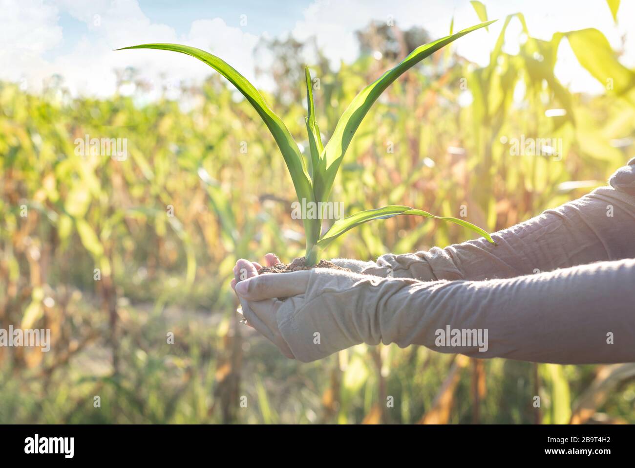 close up hands holding young corn for planting in garden with sunlight ...