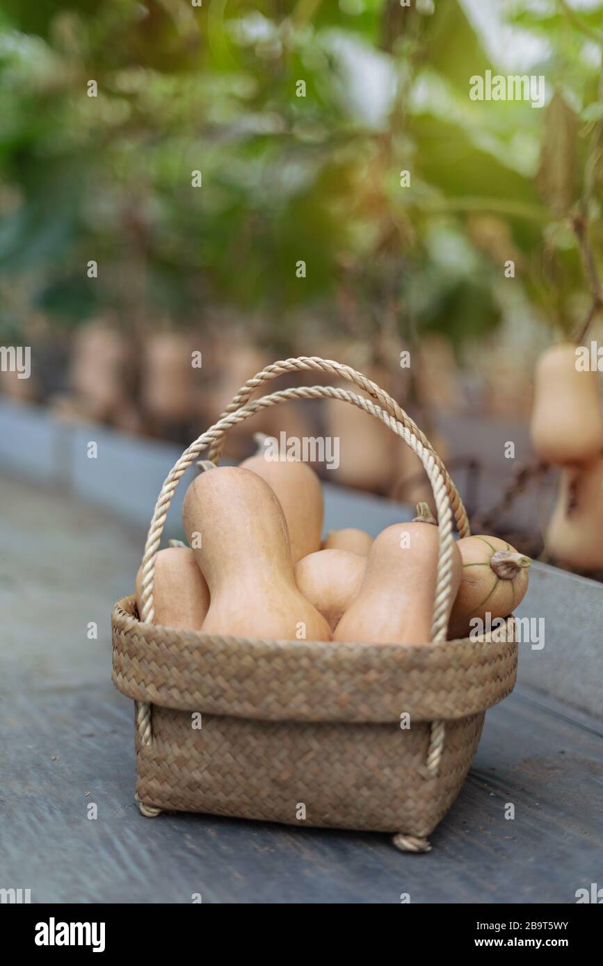 butternut squash in bamboo basket, harvesting fresh vegetables Stock ...