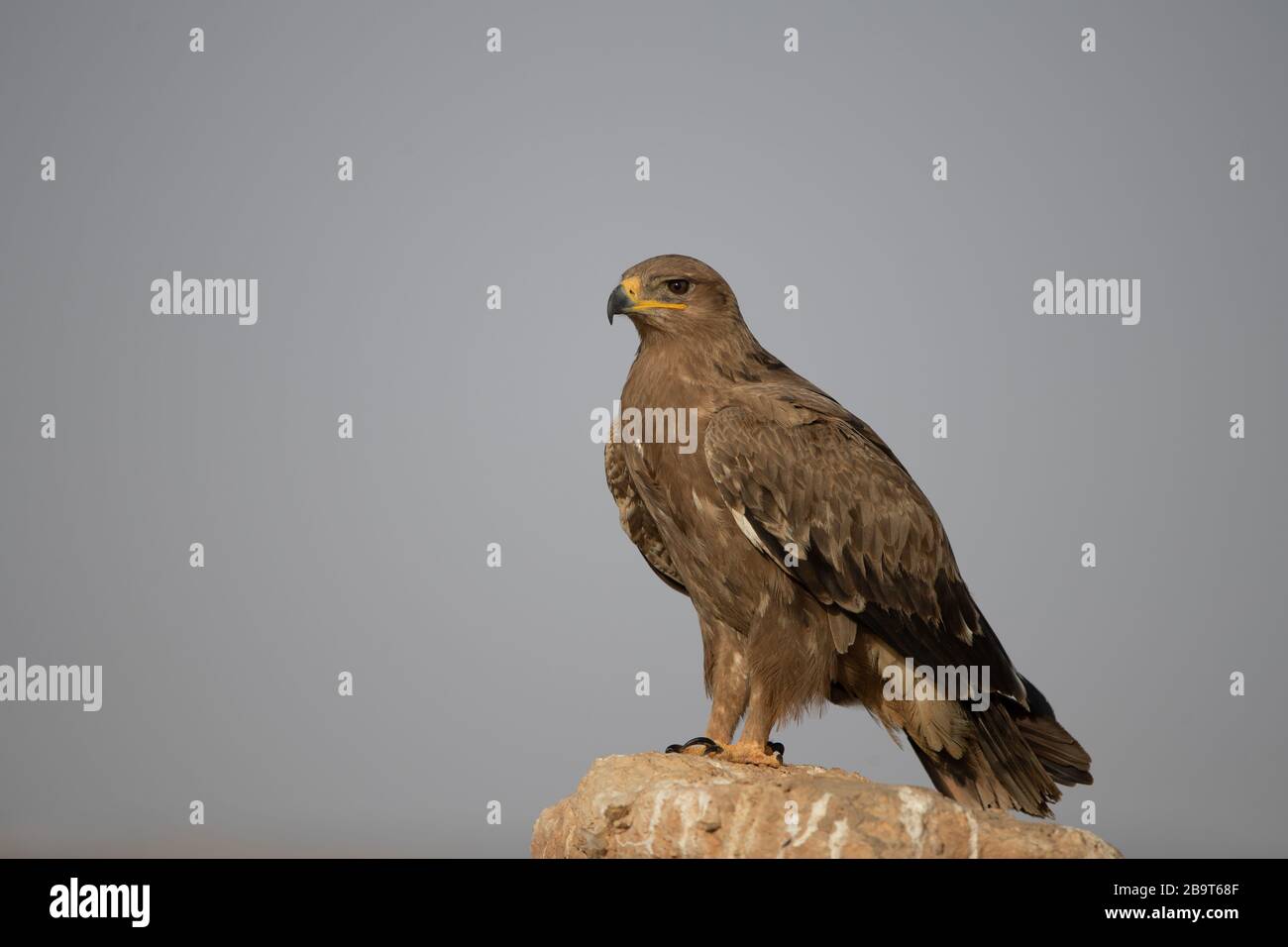 Saudi bird hi-res stock photography and images - Alamy
