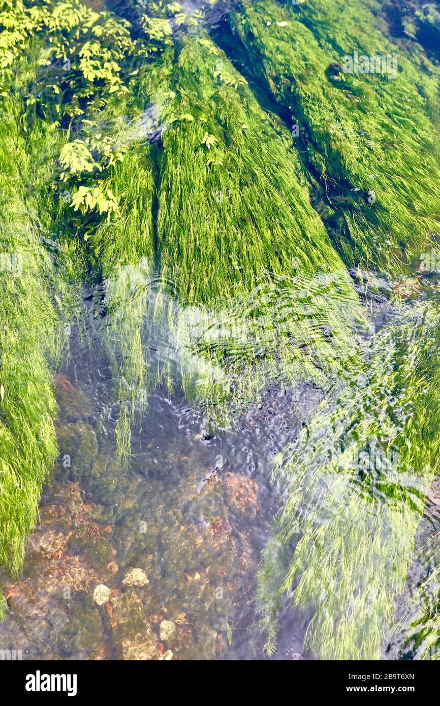 Fast flowing water in a bright green stream in Canterbury, England,UK ...