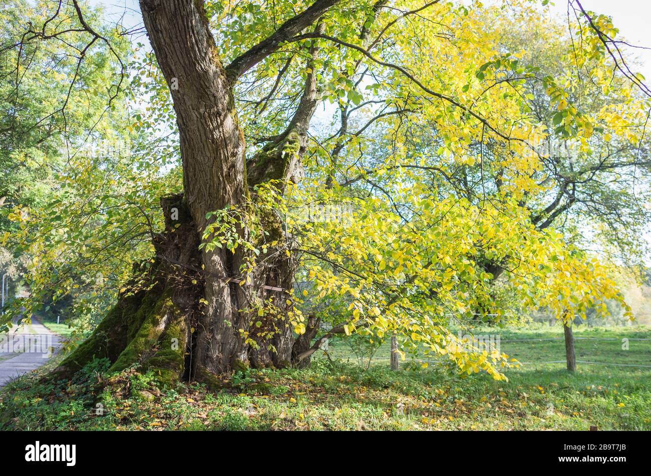 Märchenhafte knorrige Ulme - Flatterulme von Klotzow - Alter Baum Stock ...