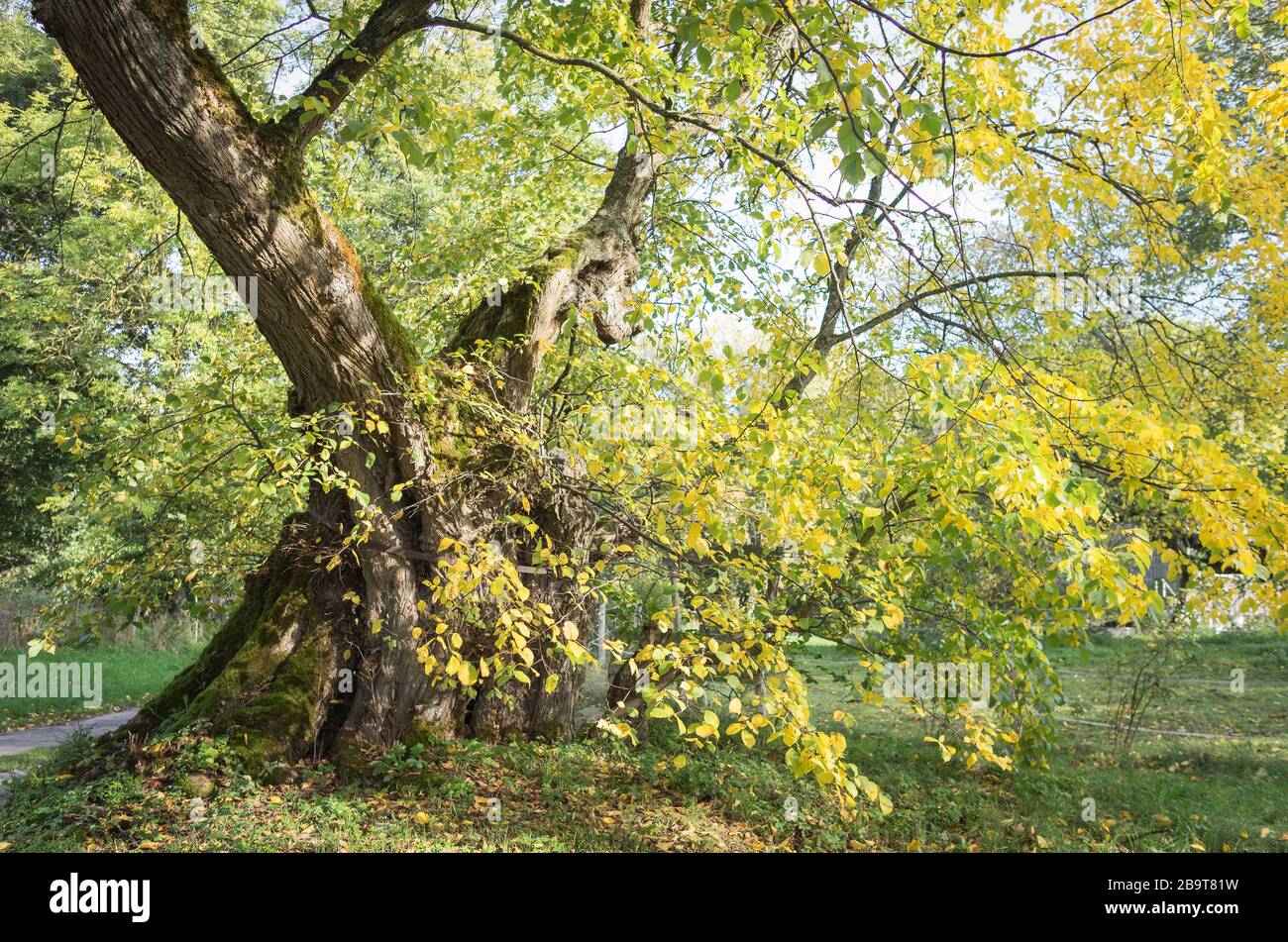 Flatterulme Flatter Ulme (ulmus Laevis) High Resolution Stock ...