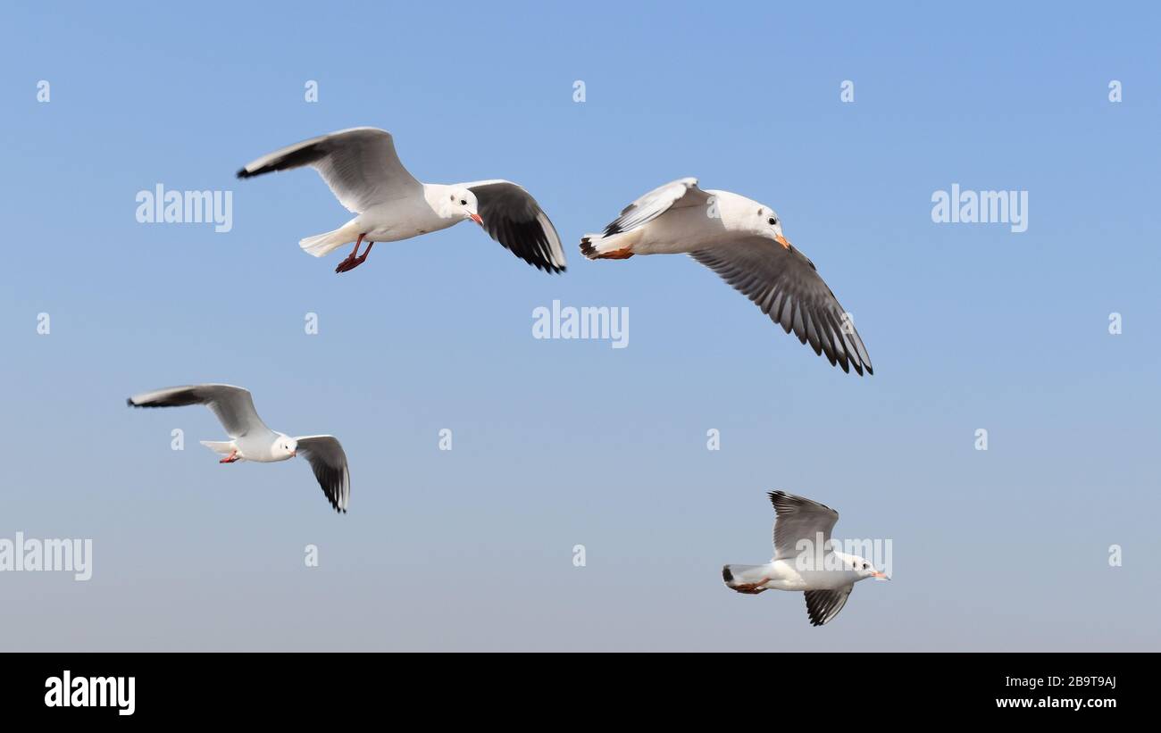 Migratory seagulls india hi-res stock photography and images - Alamy