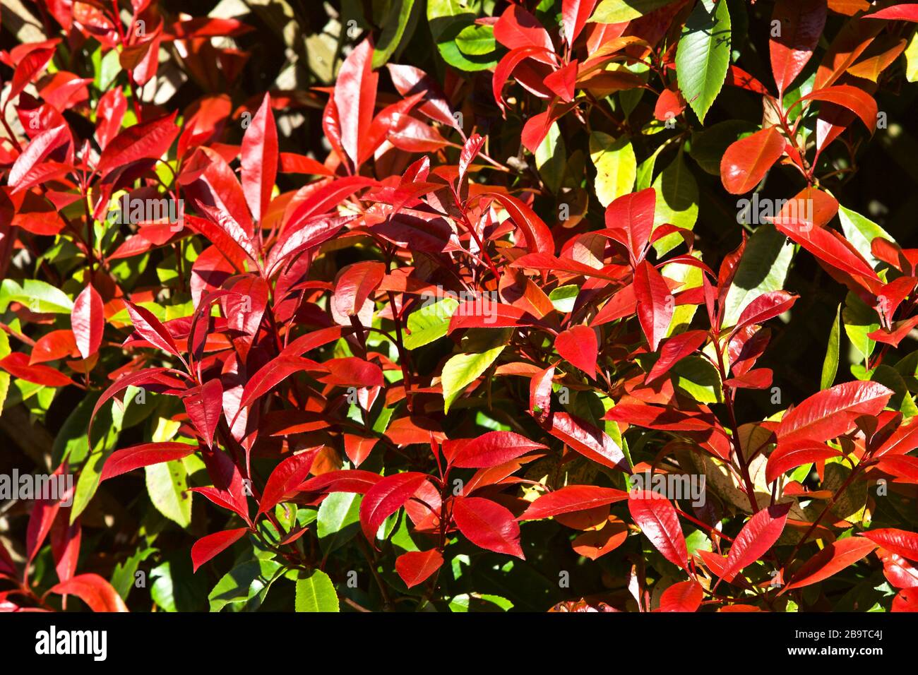 Photinia × fraseri 'Red Robin' Bright red new spring foliage Stock ...