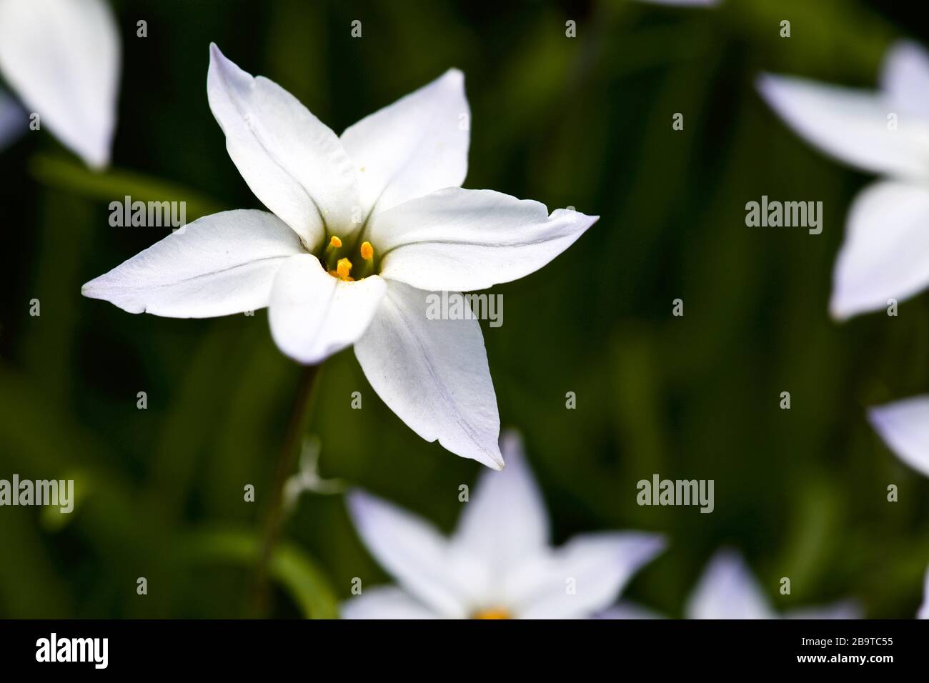 Ipheion uniflorum ‘White Star’ (Spring Starflower Stock Photo - Alamy