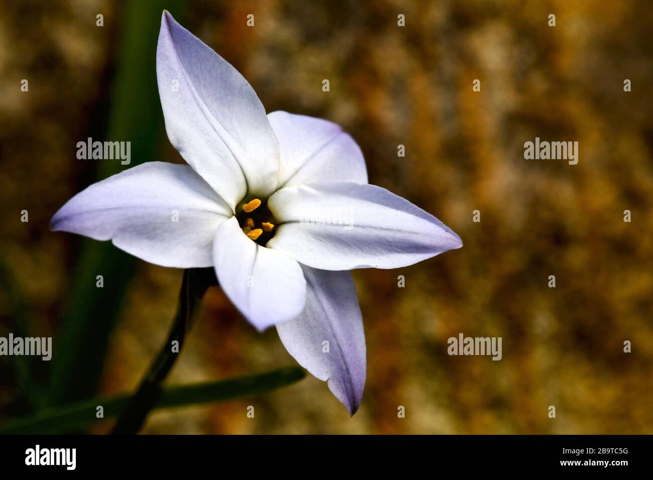 White ipheion hi-res stock photography and images - Alamy