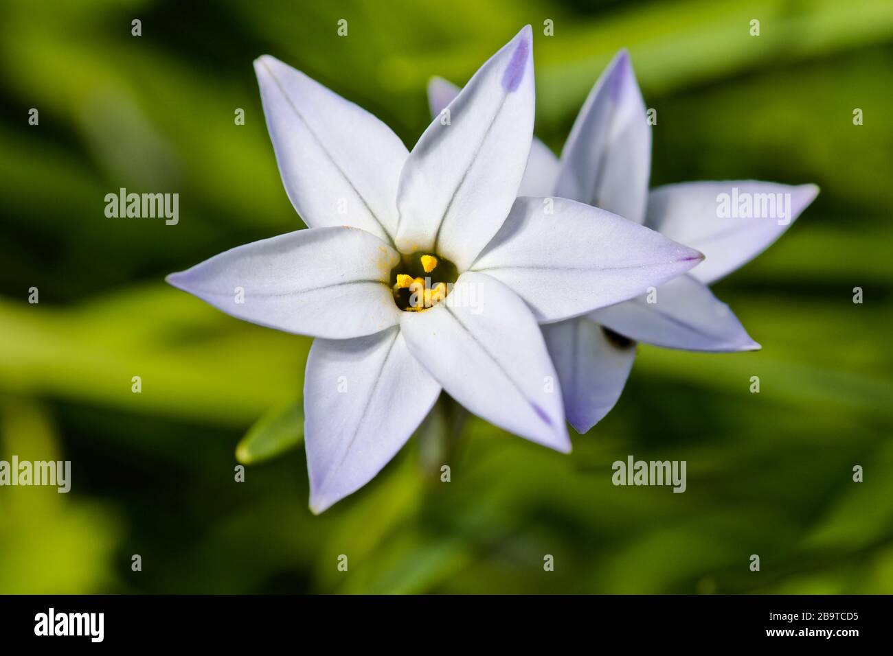 Ipheion uniflorum ‘White Star’ (Spring Starflower Stock Photo - Alamy