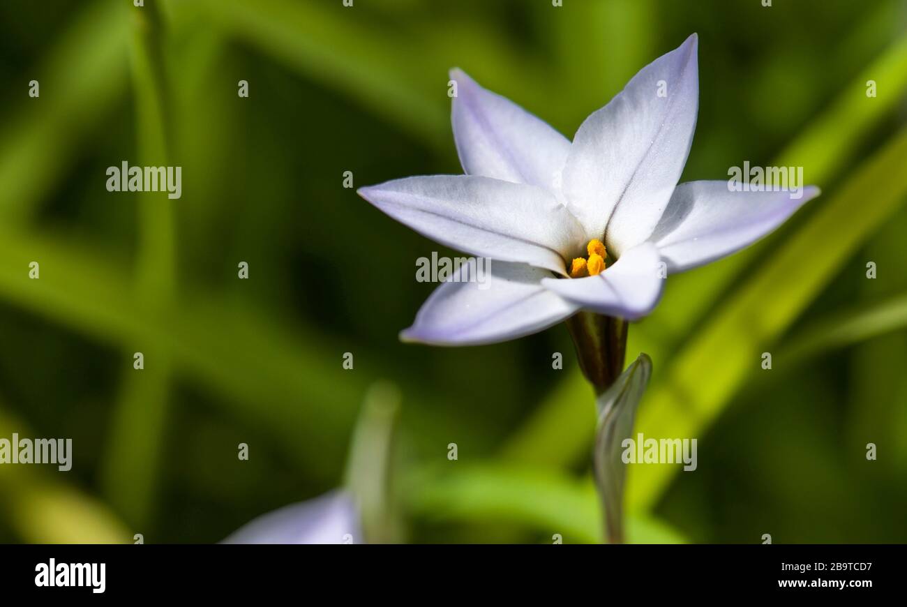 Ipheion uniflorum ‘White Star’ (Spring Starflower Stock Photo - Alamy