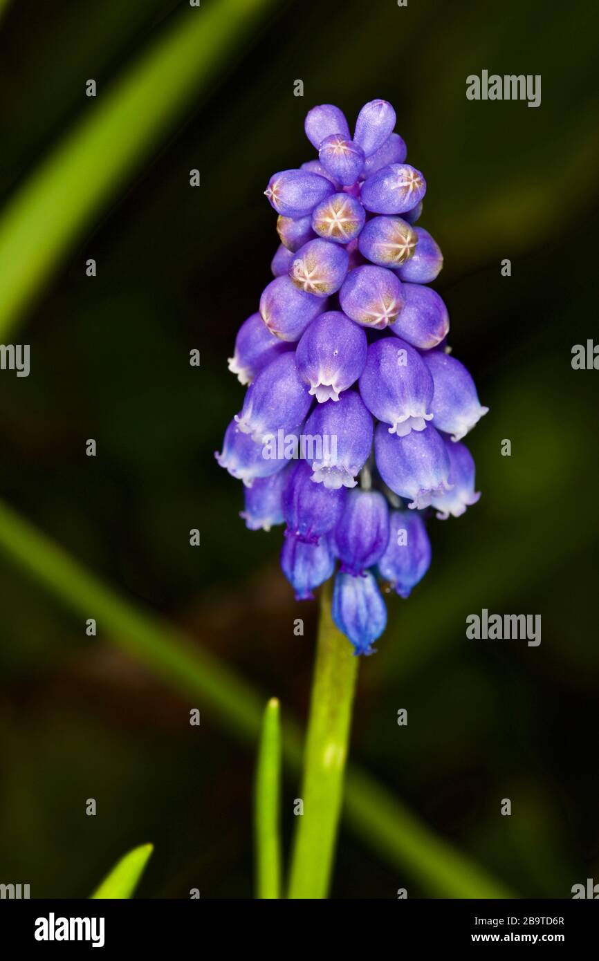 Grape Hyacinth - Muscari armeniacum Stock Photo - Alamy