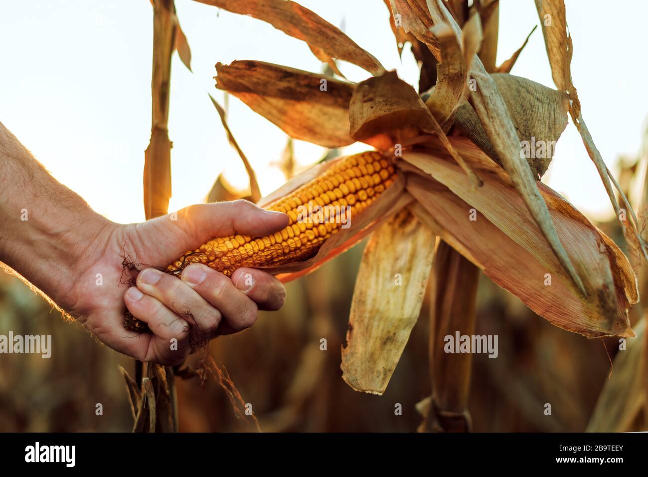 Maize farmer picking ripe ear of corn, close up of hand Stock Photo - Alamy