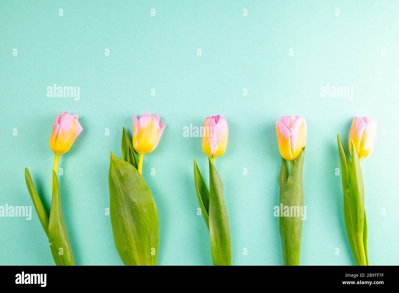Fresh yellow-red tulips on a mint background. Holiday concept Stock ...