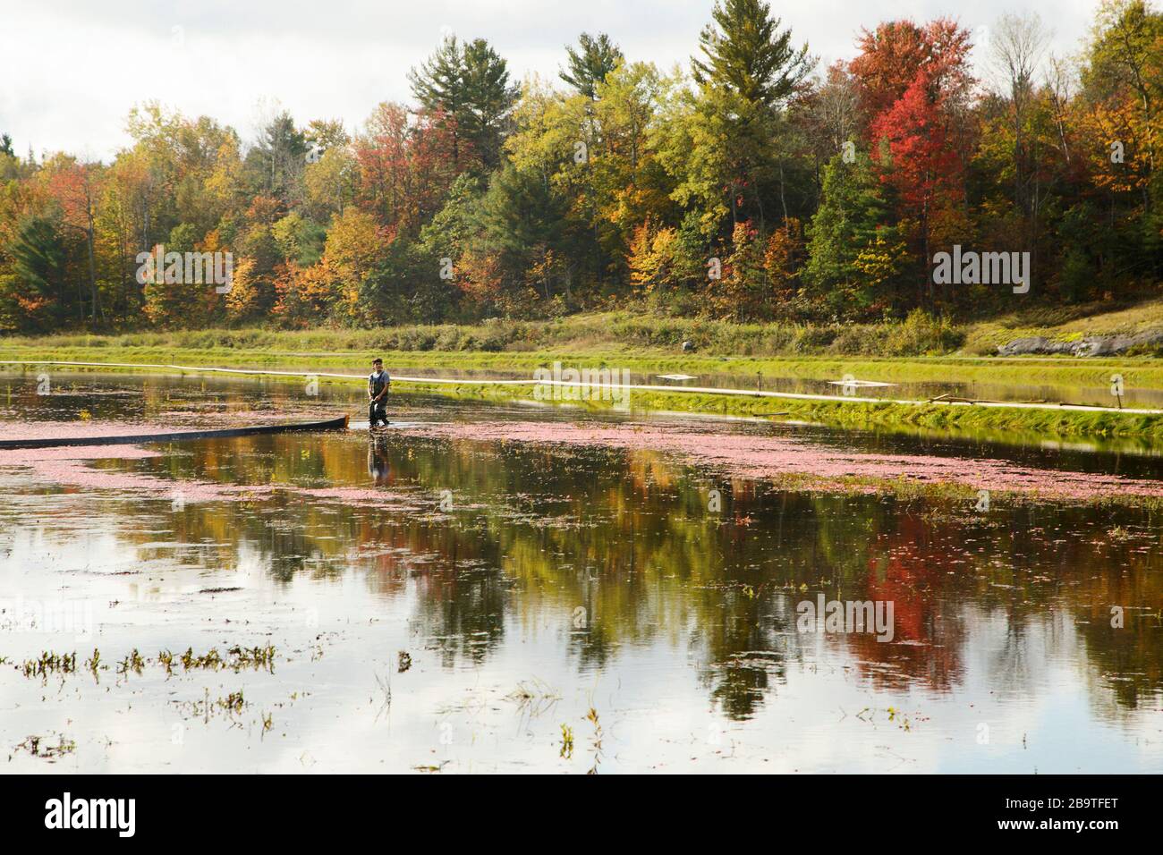 ONTARIO - CANADA, OCTOBER 10, 2017: Cranberry Harvesting. Cranberry ...