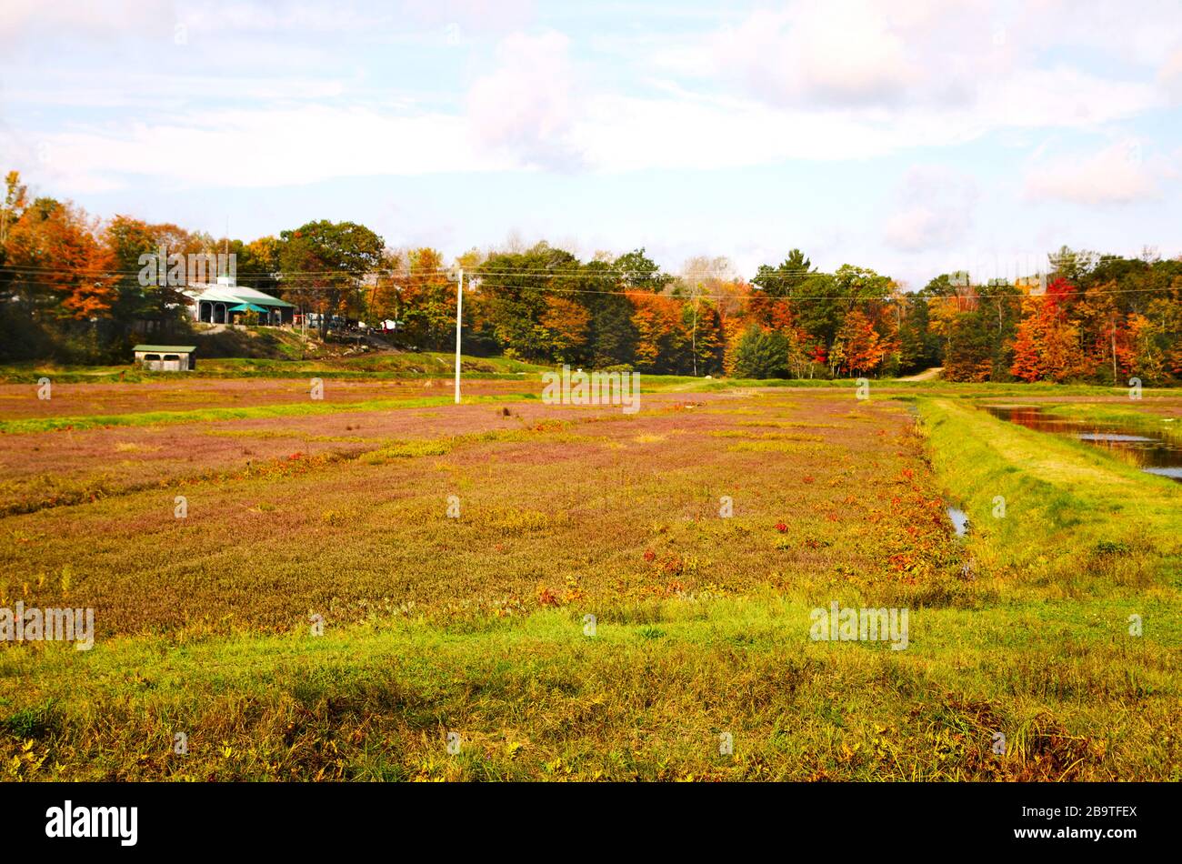 Cranberry field hi-res stock photography and images - Alamy