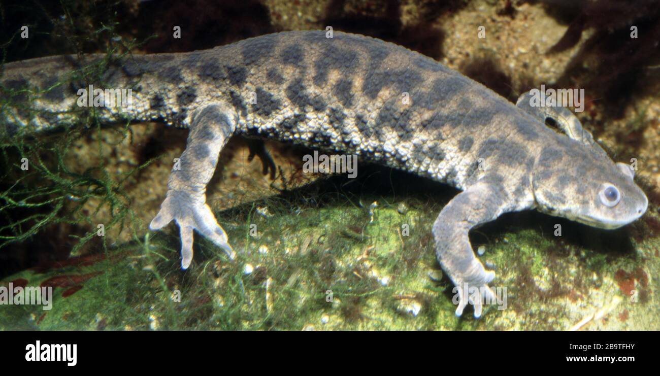 Iberian or Spanish ribbed newt, Pleurodeles waltl Stock Photo - Alamy