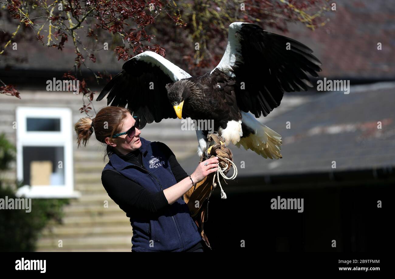 Birds and holly hi-res stock photography and images - Alamy