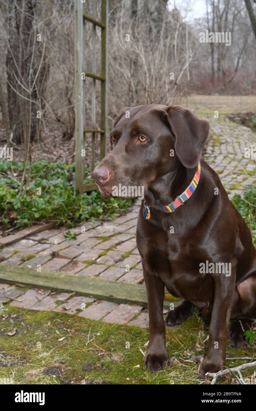 Purebred chocolate lab hi-res stock photography and images - Alamy