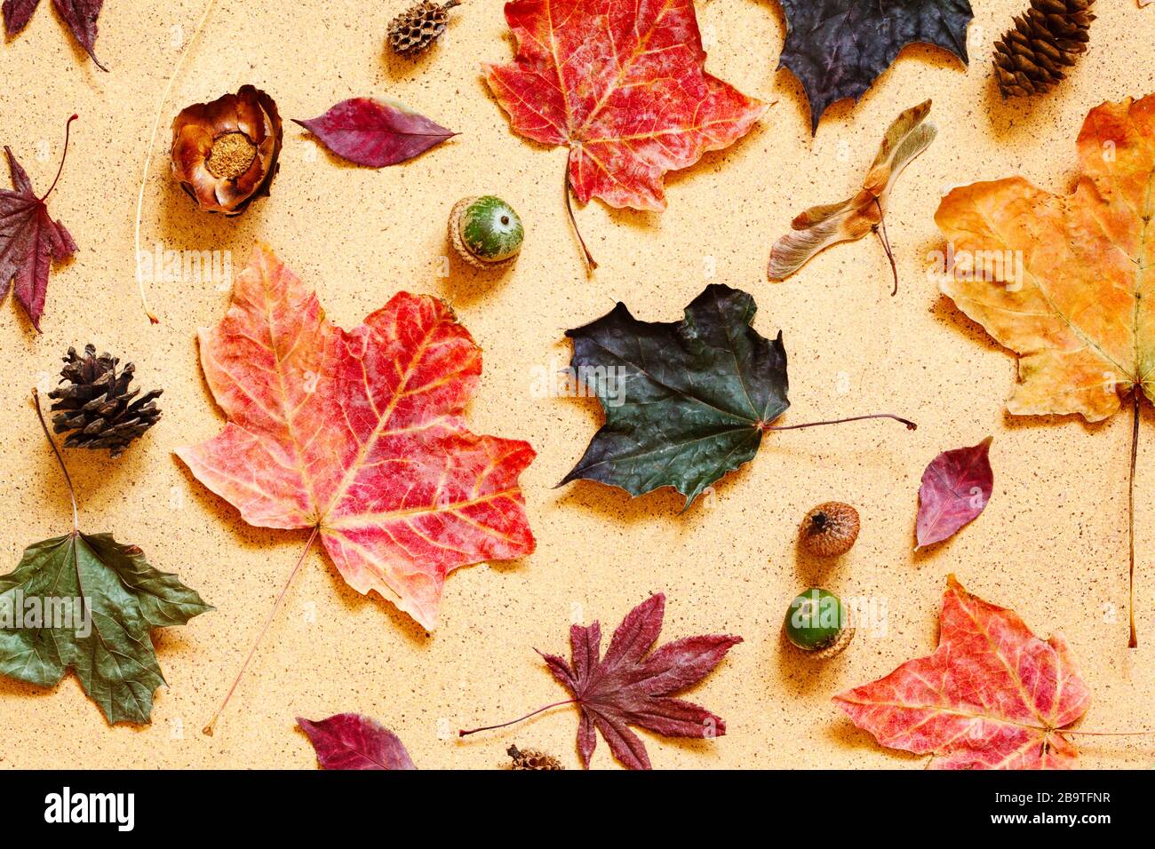 Autumn composition. Pattern made of autumn leaves, pine cones and ...