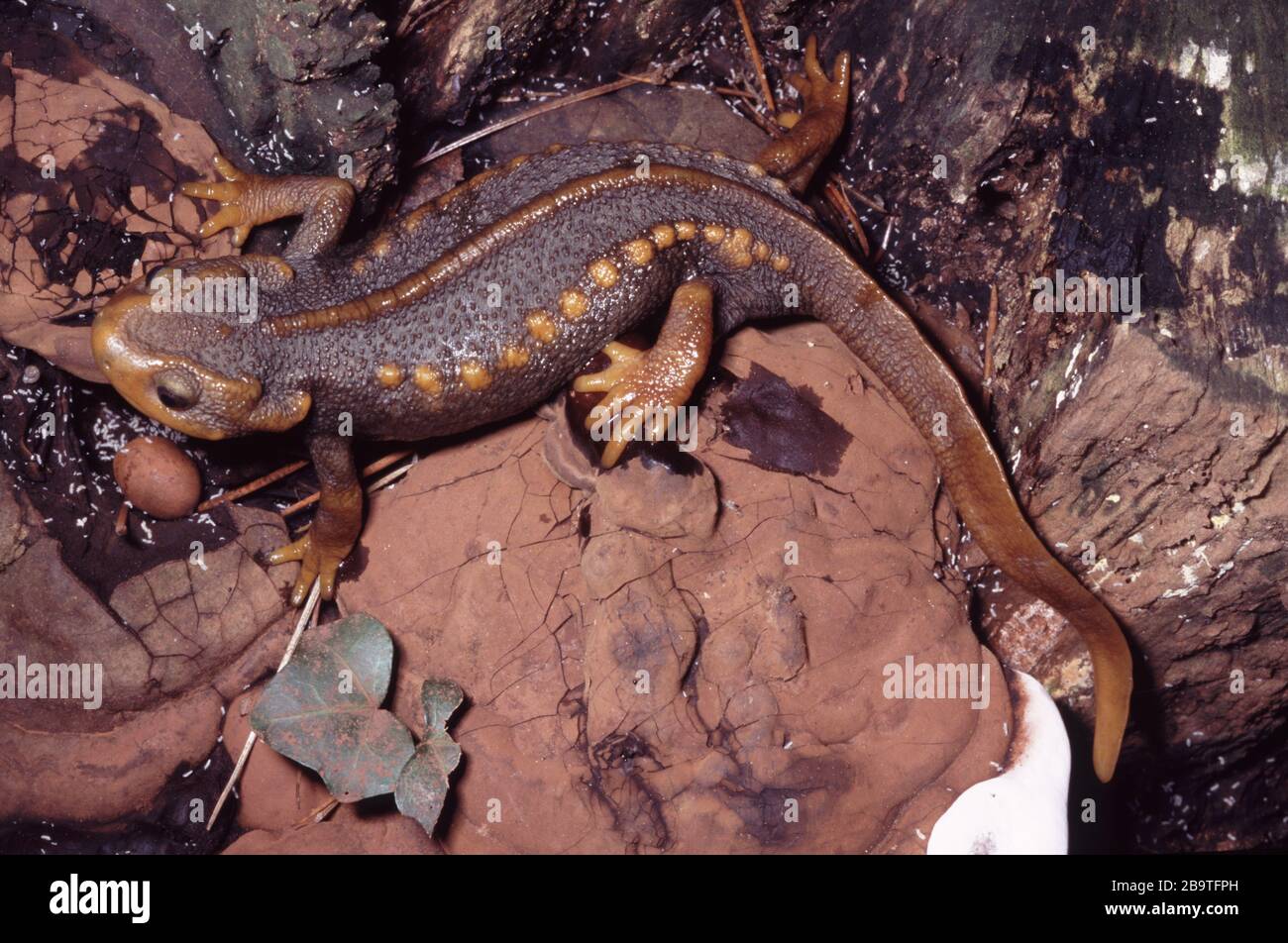 Red-tailed knobby newt or Kweichow crocodile newt (Tylototriton ...