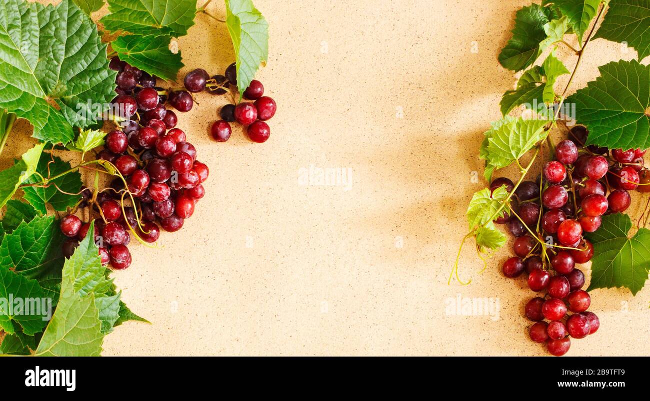 Branches of fresh ripe red grapes, copy space Stock Photo - Alamy