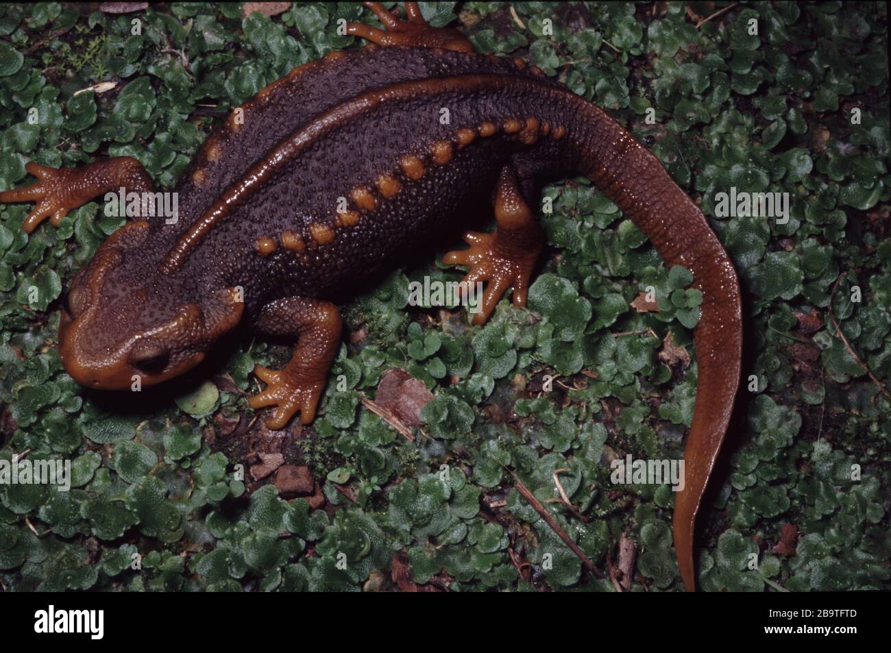 Knobby newt hi-res stock photography and images - Alamy