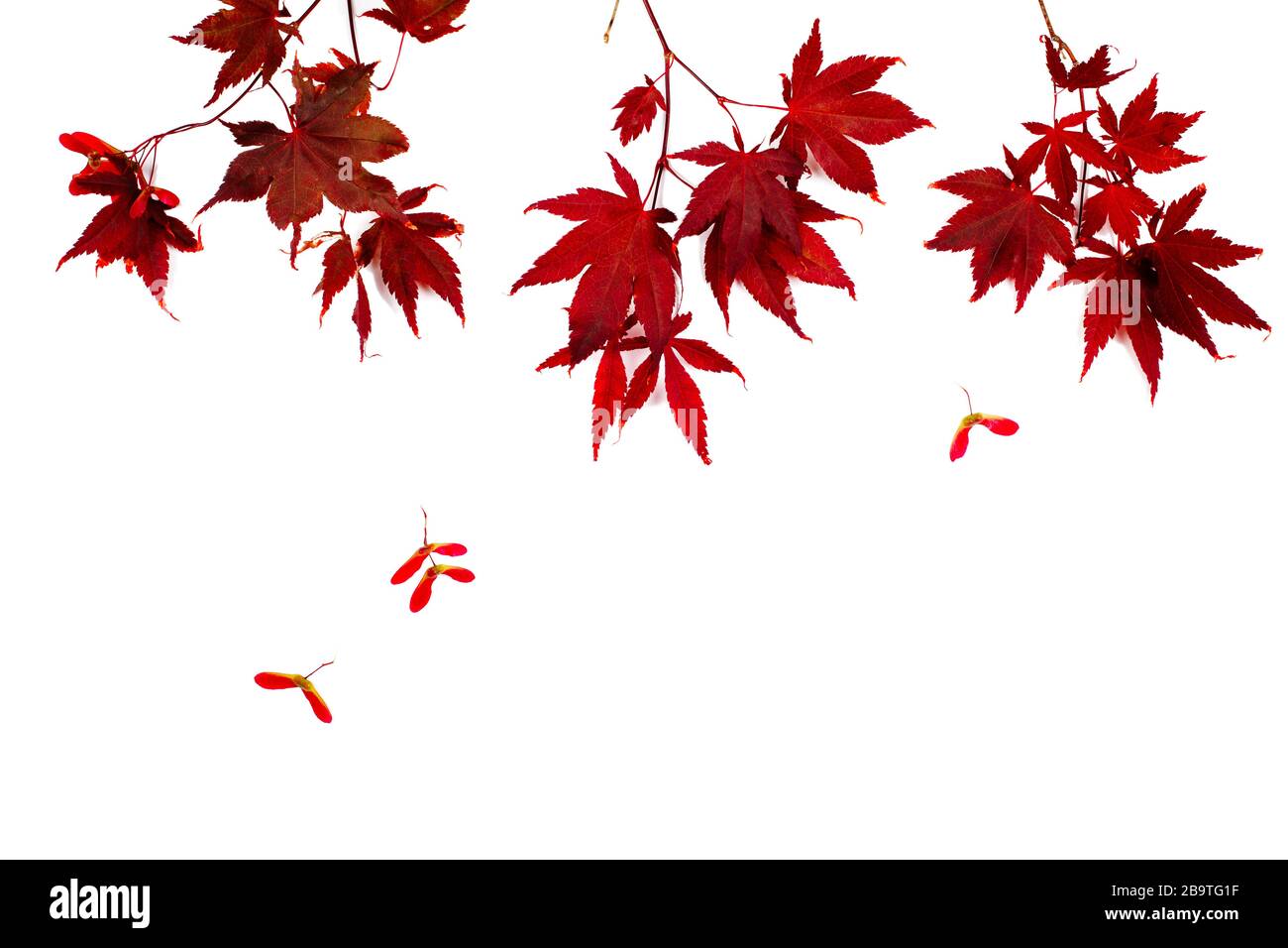 Japanese Red Autumn maple tree leaves Isolated on white background ...