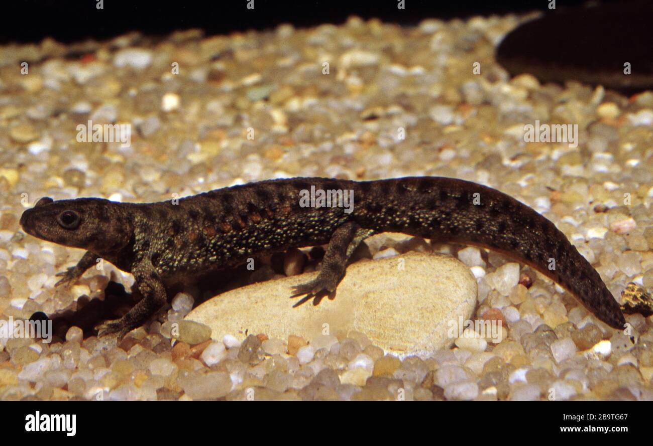 Iberian or Spanish ribbed newt, Pleurodeles waltl Stock Photo - Alamy