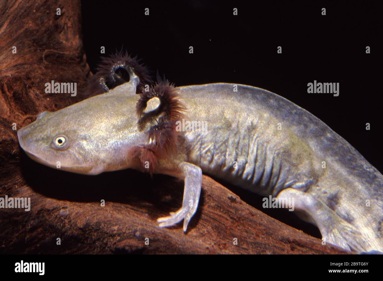 Axolotl ambystoma mexicanum hi-res stock photography and images - Alamy