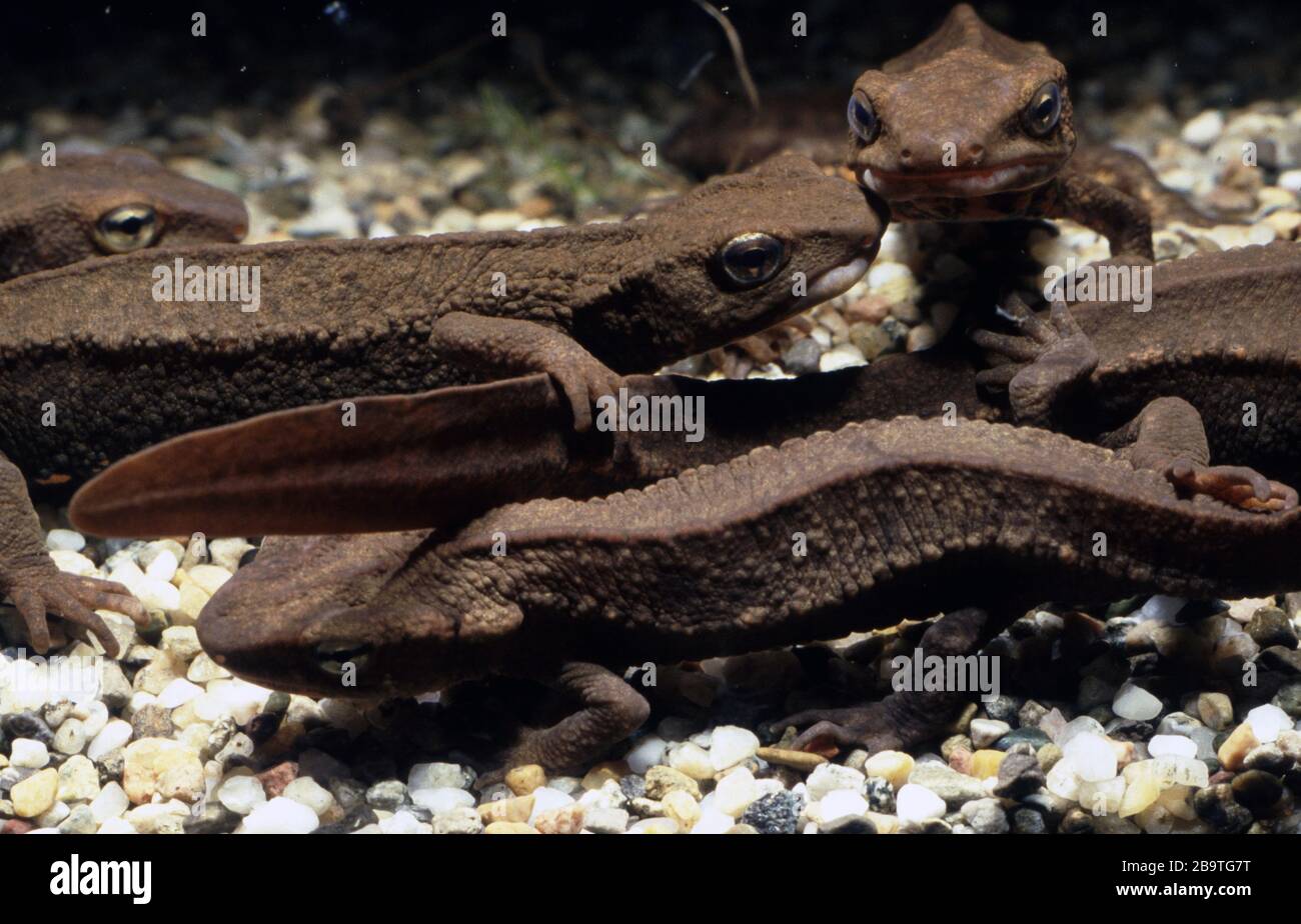 Hong-Kong newt, Paramesotriton hongkongensis Stock Photo - Alamy