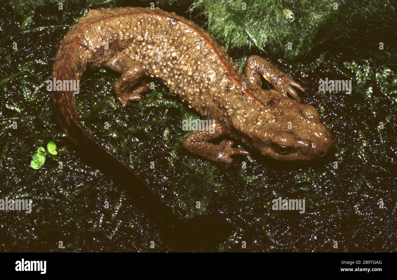 Chinese newt, Paramesotriton chinensis Stock Photo - Alamy