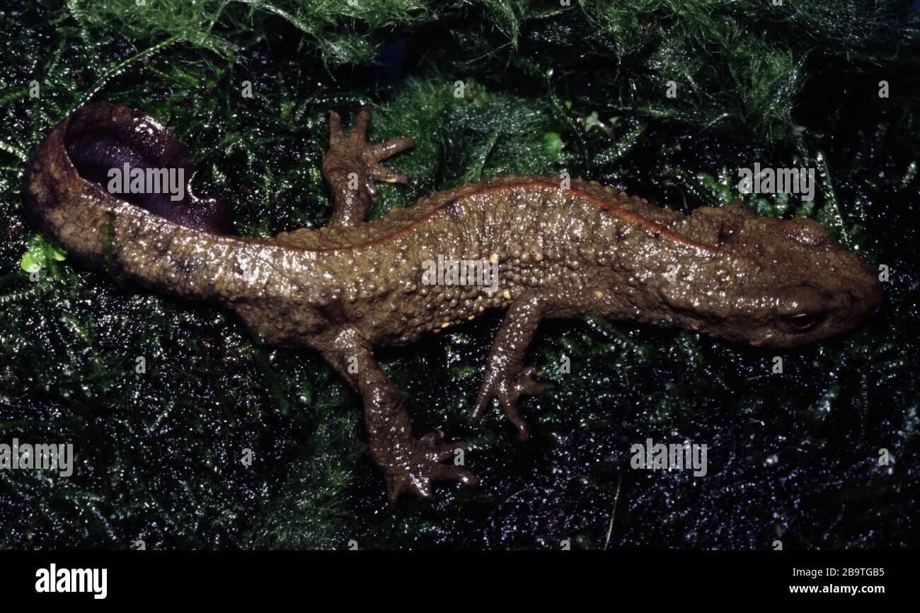 Chinese newt, Paramesotriton chinensis Stock Photo - Alamy