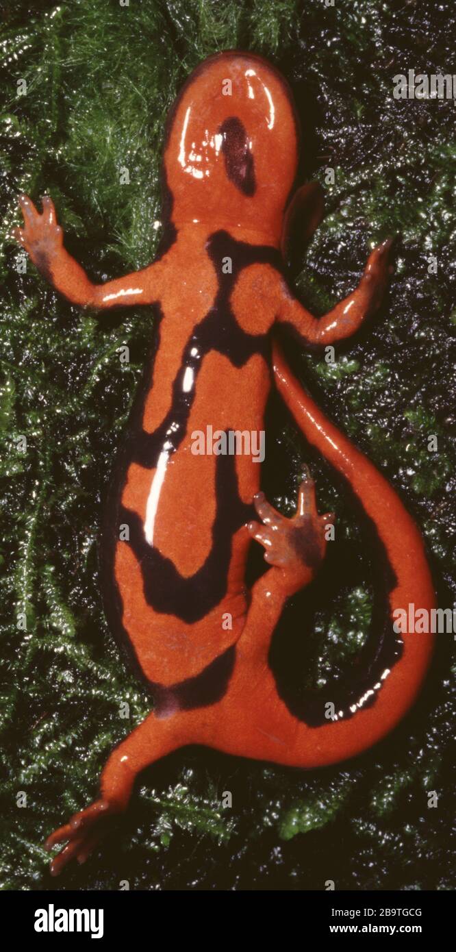 Cinese paddletail newt, Paramesotriton labiatus Stock Photo - Alamy