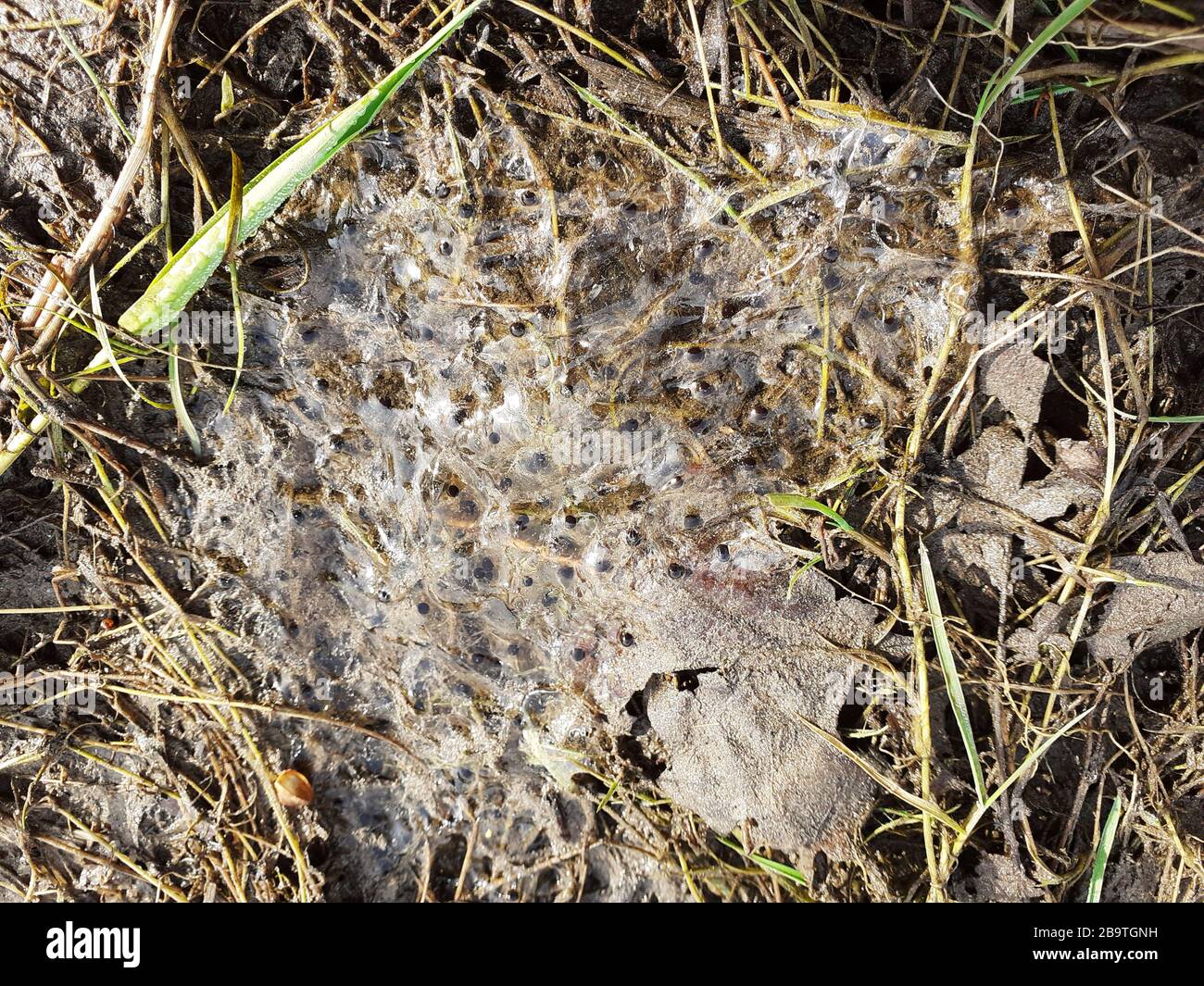 Drying Pools High Resolution Stock Photography and Images - Alamy